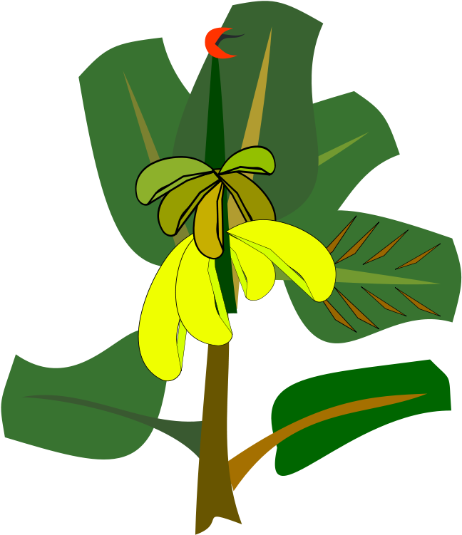 Banana Leaf Drawing Cartoon - Clipart Cartoon Banana Tree - Free ...