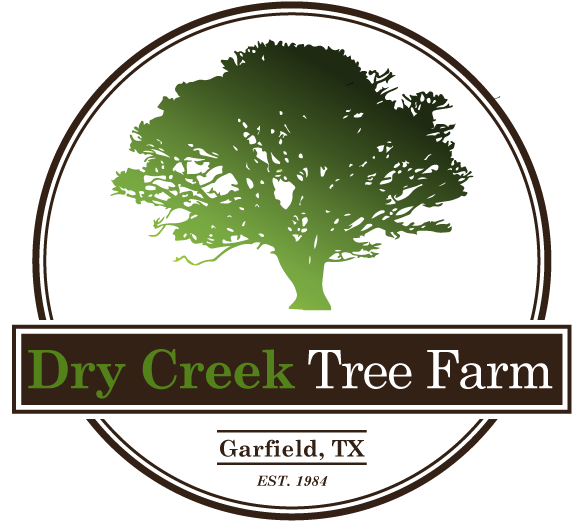 Download Dry Trees Png PNG Image with No Background - PNGkey.com