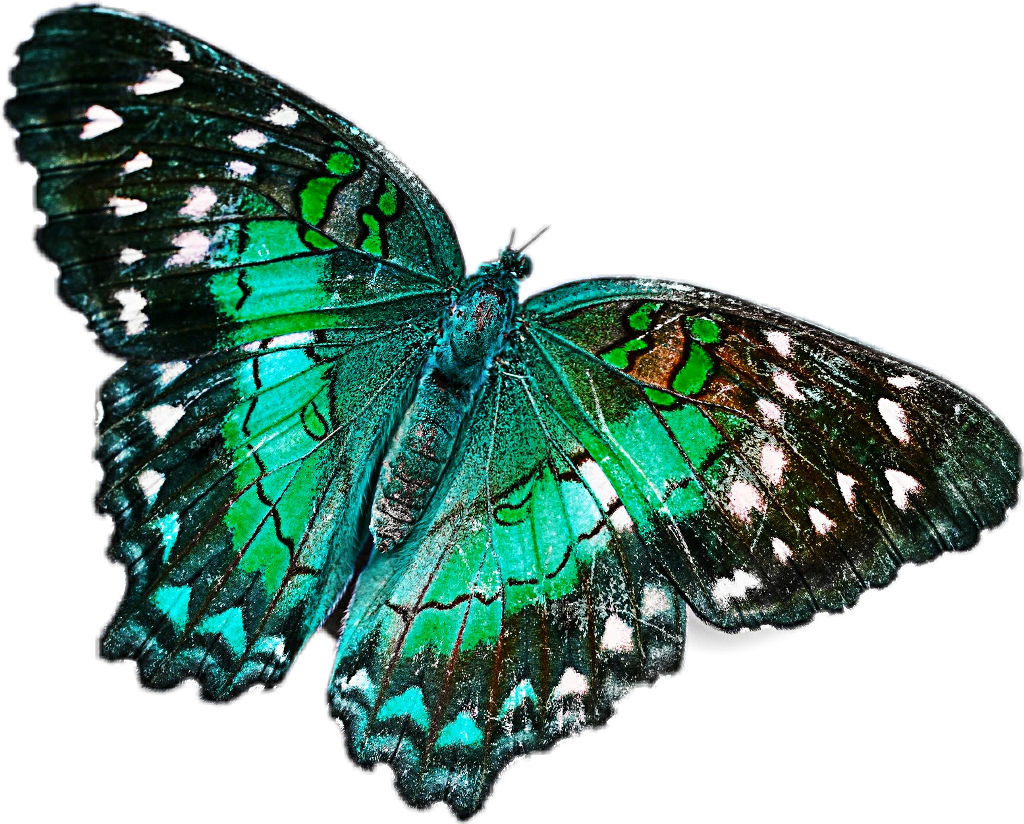 Download Green Sticker - Net-winged Insects PNG Image with No ...