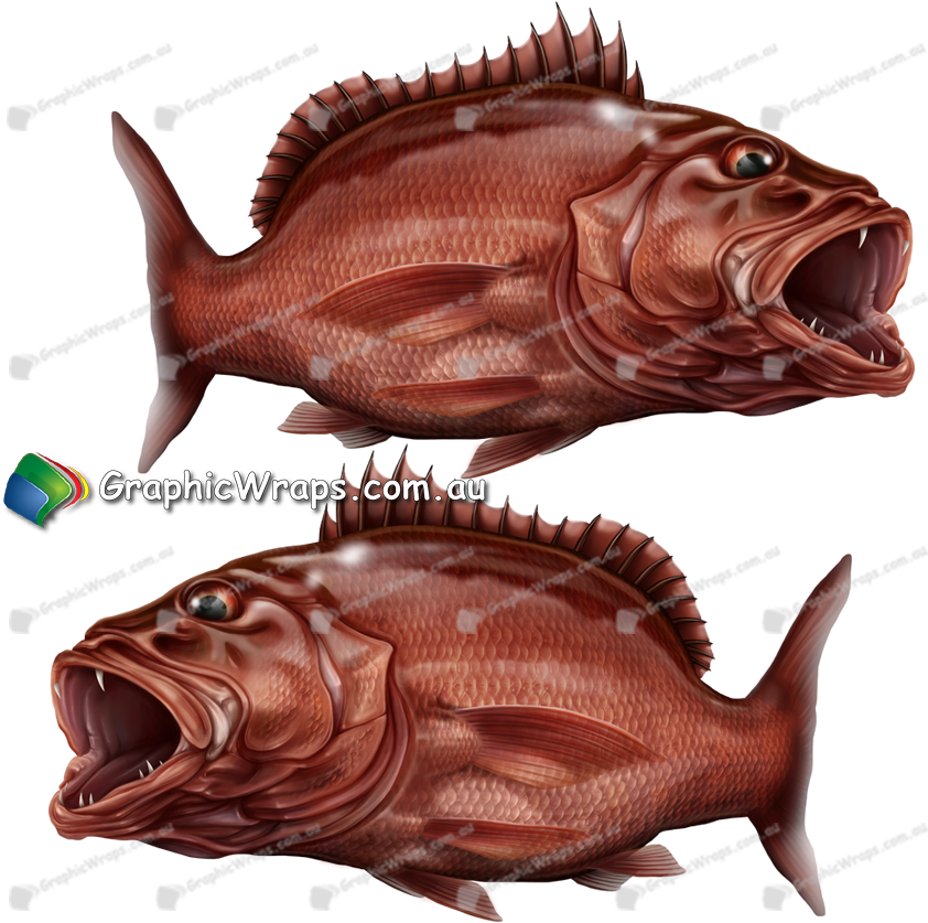 Download Mangrove-jack - Mangrove Jack Boat Wrap PNG Image with No ...