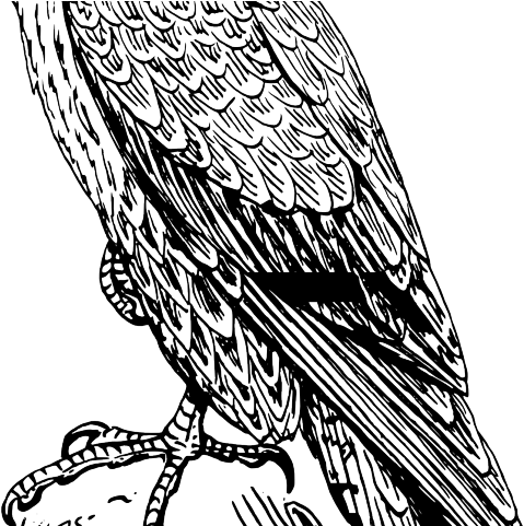 Download Falcon Logo Cliparts - Peregrine Falcon Drawing Png PNG Image ...
