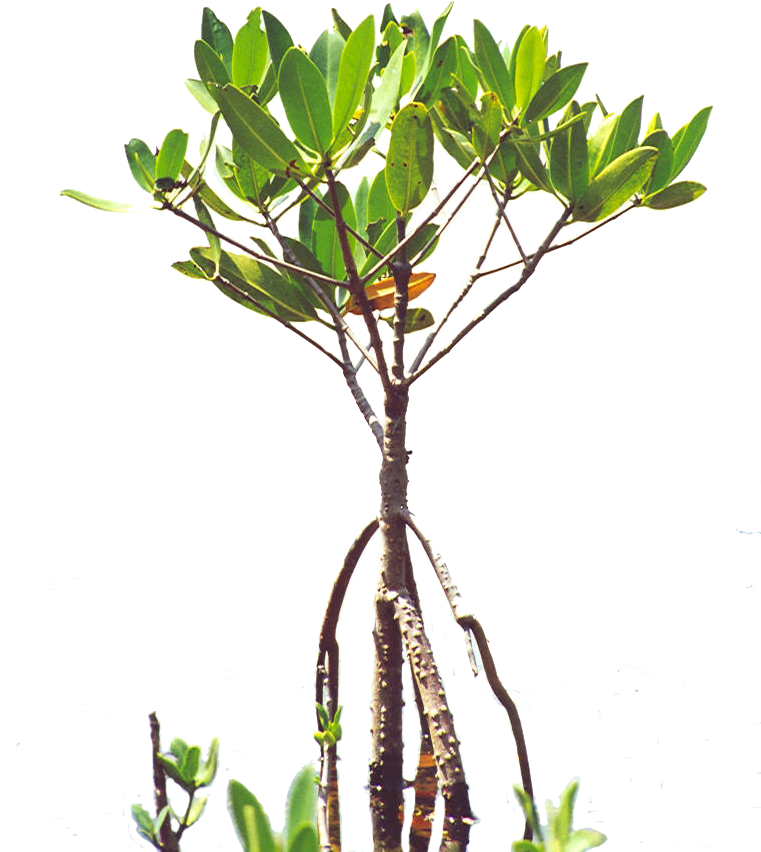 Mangroves - Florida - Poly - Mangrove Sapling - Free Transparent PNG ...