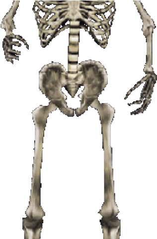 Download Skeleton Png Transparent Images - Skeleton PNG Image with No ...