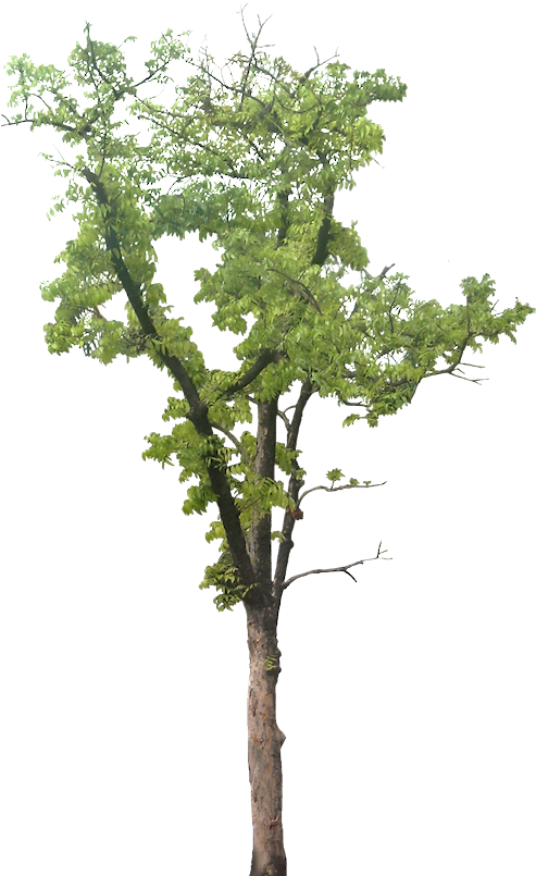 A Collection Of Tropical Plant Images With Transparent - Stem Of Tree ...