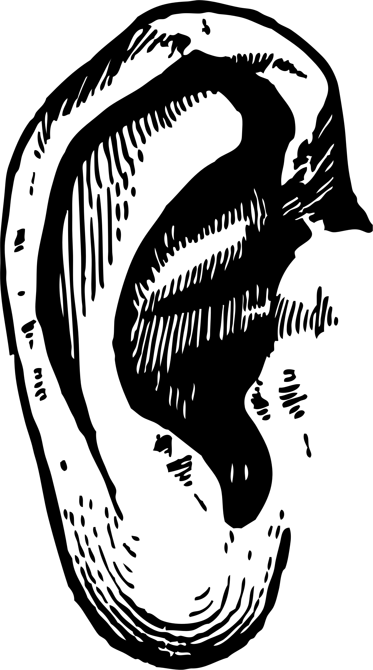 Ear Clipart - Ear Transparent - Free Transparent PNG Download - PNGkey