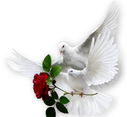 Download Les Colombes Dove Images, Dove Pictures, Dove Bird, - Colombe ...