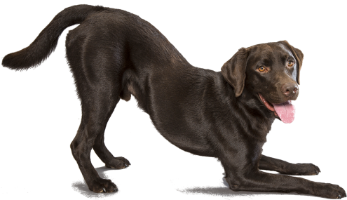 Labrador Retriever - Black Lab Transparent Background - Free ...