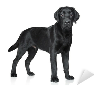 Download Black Labrador PNG Image with No Background - PNGkey.com