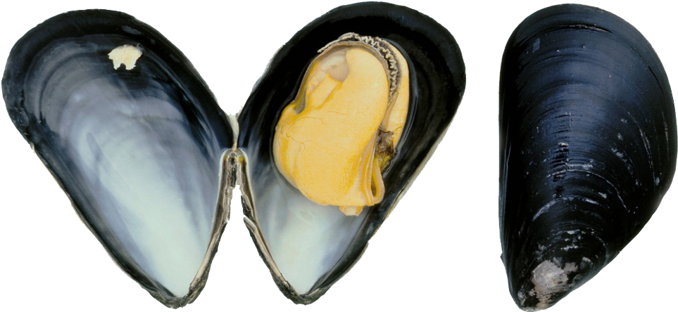 Download Blue Mussel PNG Image with No Background - PNGkey.com