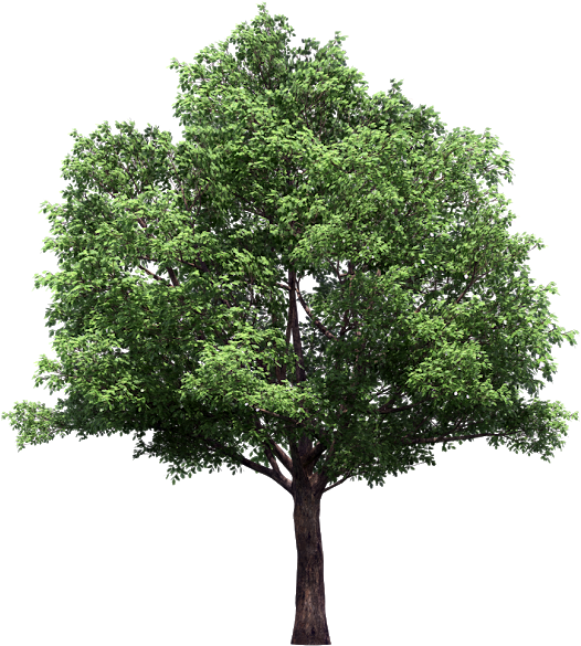 Download Vector Trees Plan Png - Tree With No Background PNG Image with ...
