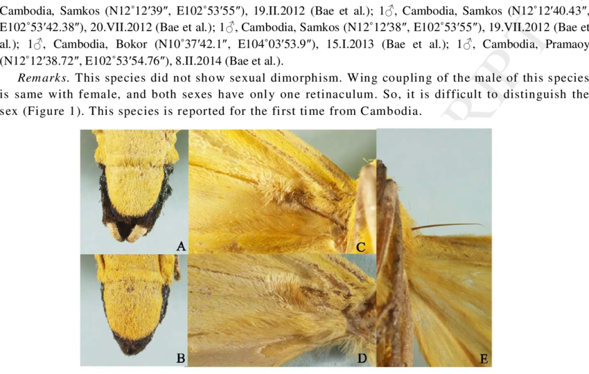 Download Abdomen And Wing Coupling Of Agape Chloropyga - Frenulum Moth ...