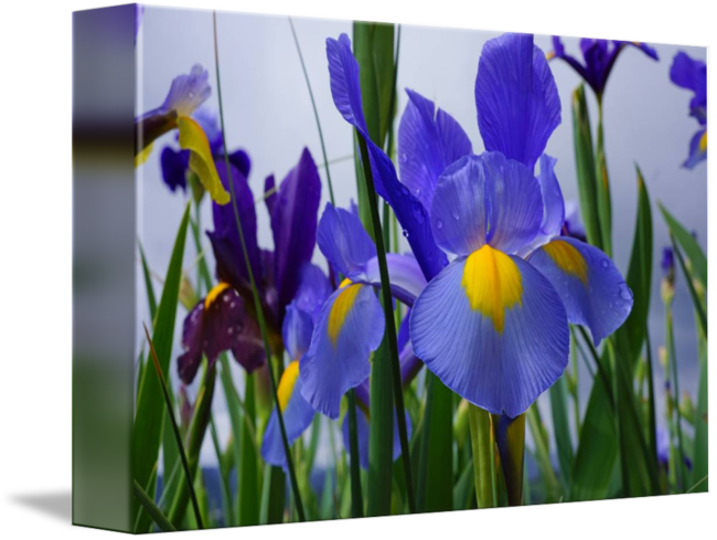 Download Blue Iris Flower - Iris PNG Image with No Background - PNGkey.com