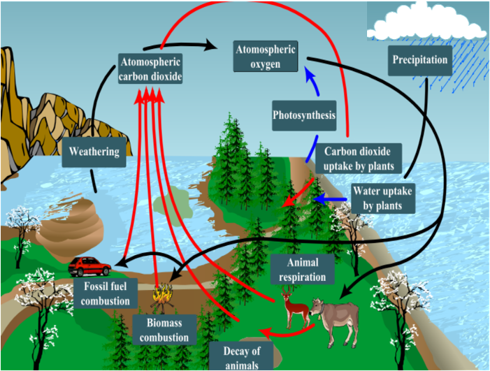 Carbon Dioxide Oxygen Cycle