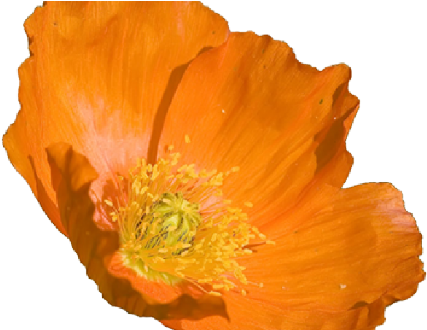 Download Poppy Clipart Orange Poppy - California Poppy Flower Png PNG ...