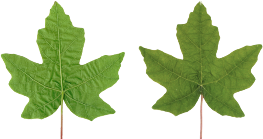 Leaves Texture - Free Transparent PNG Download - PNGkey