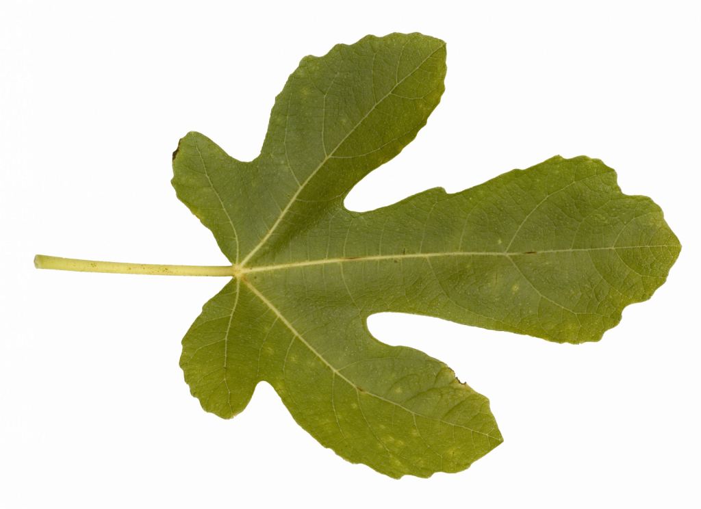 If You Have An Alpha Texture Of A Leaf Like - Maple Leaf - Free ...