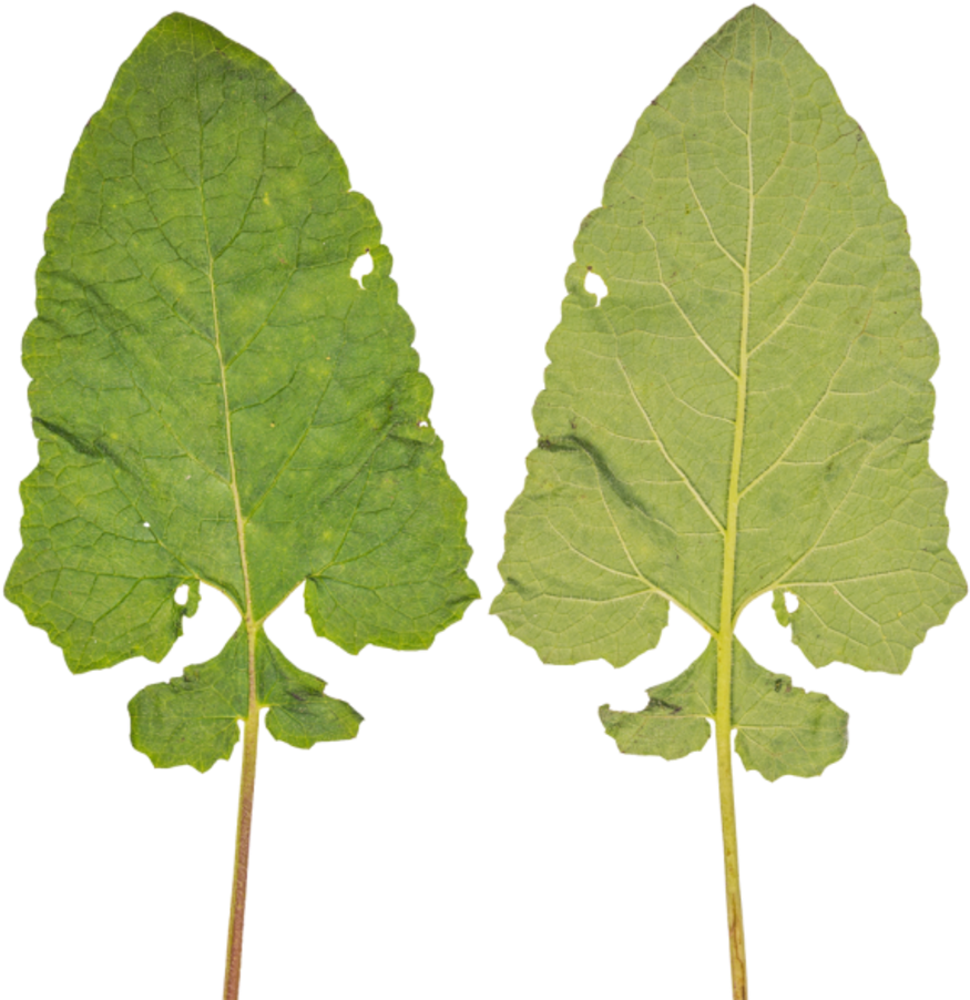 Download Leaf - Grey Alder PNG Image with No Background - PNGkey.com