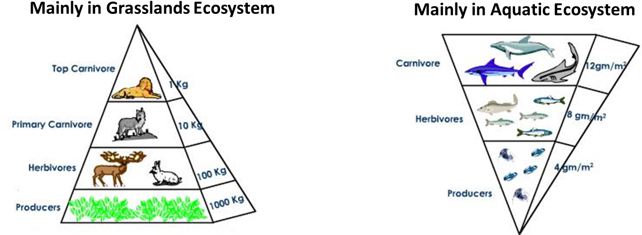 Pyramid Of Biomass - Trophic Level Are Humans - Free Transparent PNG ...