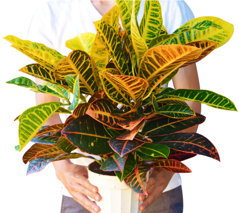 Download Croton Petra 'joseph's Coat' Plant - Anthurium PNG Image with ...