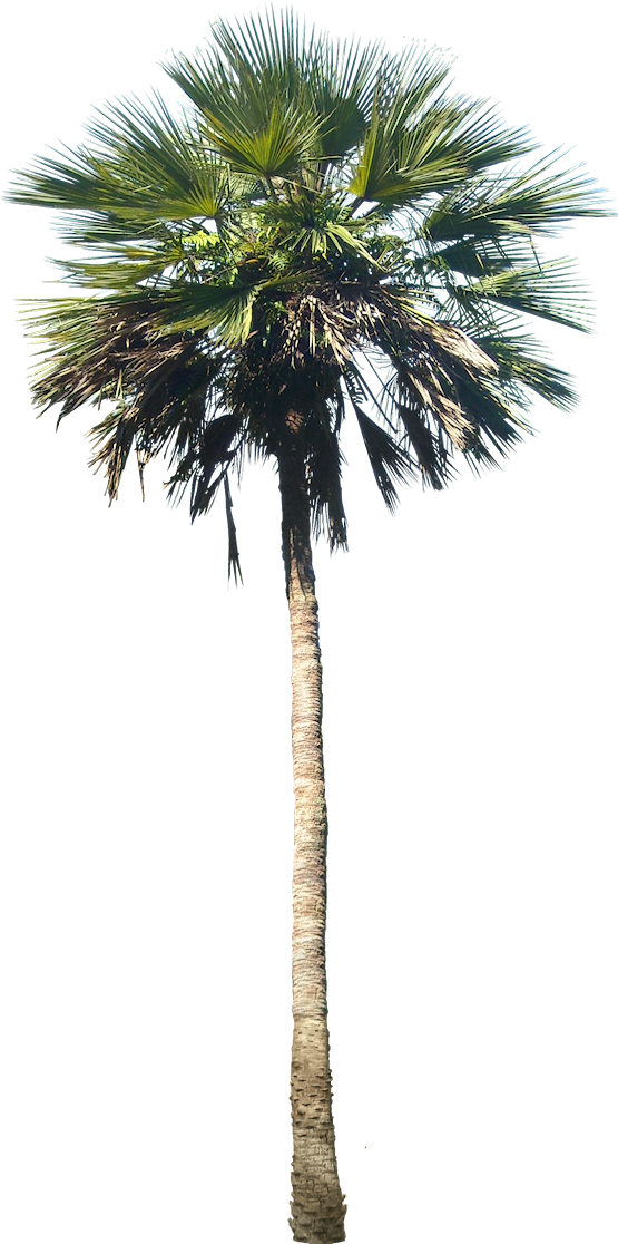 Washingtonia Palm Tree - Phoenix Palm Tree - Free Transparent PNG ...