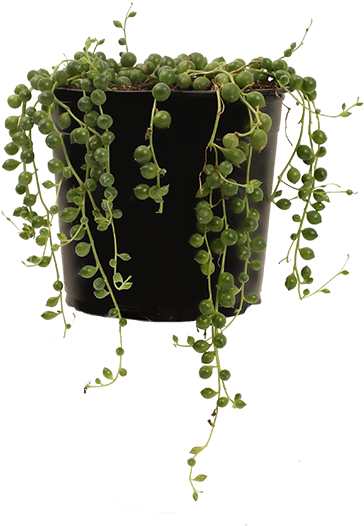 String Of Pearls - String-of-pearls - Free Transparent PNG Download ...