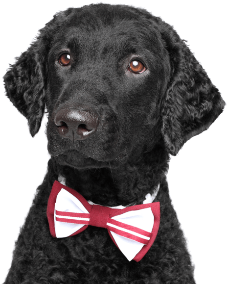 Download Curly-coated Retriever - Labrador Retriever PNG Image with No ...