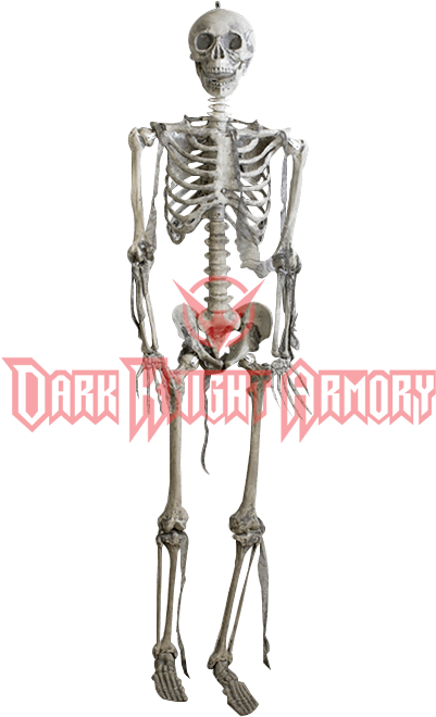 Skeleton Prop - Free Transparent PNG Download - PNGkey