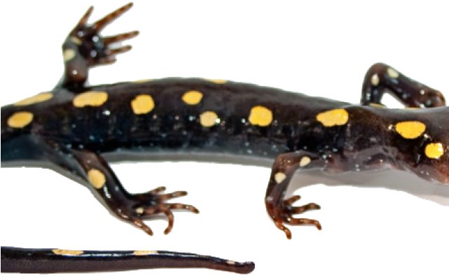 Download Salamander Clipart Transparent - Salamander Transparent PNG ...