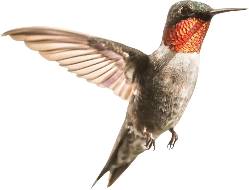 Download Free Png Hummingbird Png Images Transparent - Ruby Throated ...