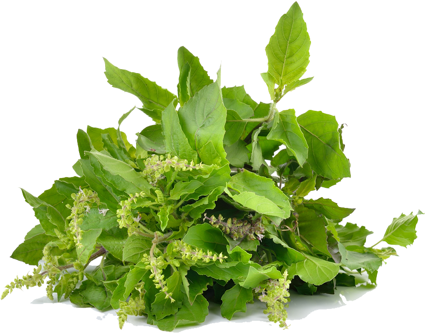 Download Holy Basil Photo Background - Fish Mint PNG Image with No ...