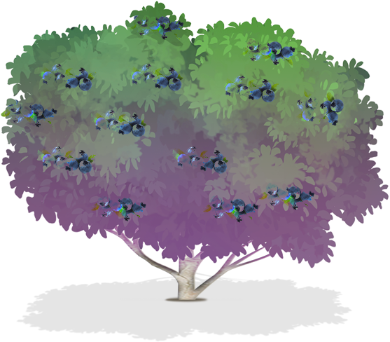 Download Blueberry Bushes For Sale - Drawing PNG Image with No ...