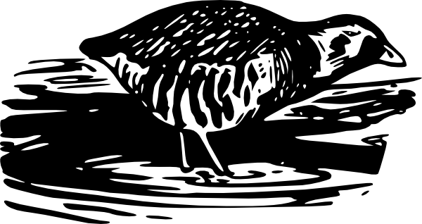 Download Bird Walking Eating Svg Clip Arts 600 X 318 Px PNG Image with ...