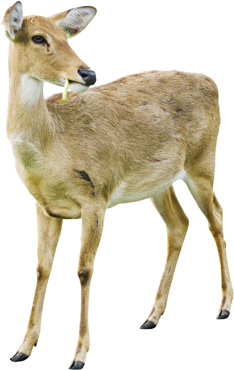 Download Deer Png Image With Transparent Background - White Tailed Deer ...