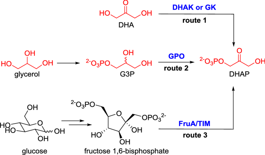 Download Enzymatic Routes To Dhap - Diagram PNG Image with No ...