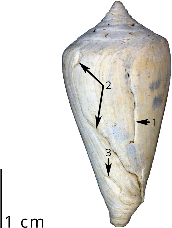 A Fossil Cone Snail Shell Showing Three Different Sets - Leafhopper ...