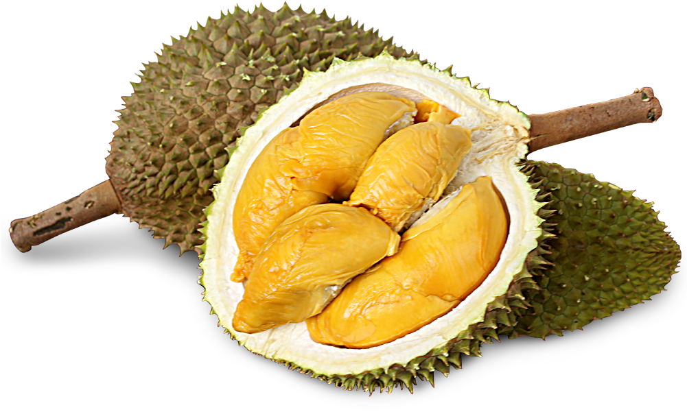 Download Durian Png PNG Image with No Background - PNGkey.com