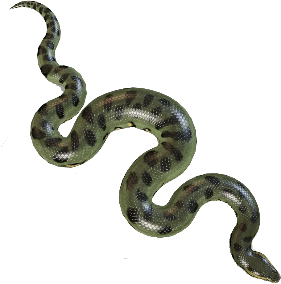 Download Anaconda With Transparent Background PNG Image with No ...