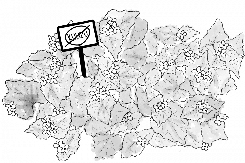 Download Kudzu, Known As "the Vine That Ate The South," Strangles ...