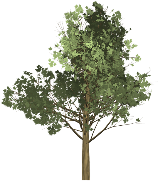 Tree Illustration Png - Free Transparent PNG Download - PNGkey