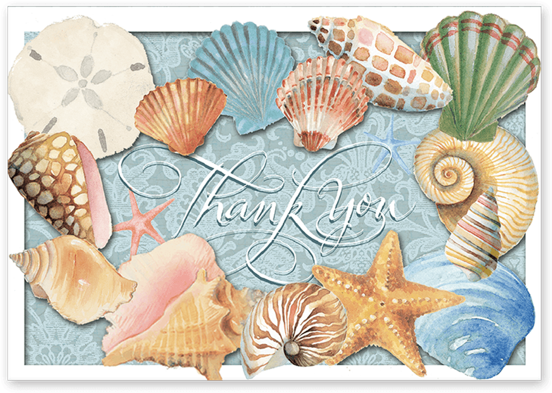 Download Sea Shells Boxed Thank You Cards - Shell PNG Image with No ...