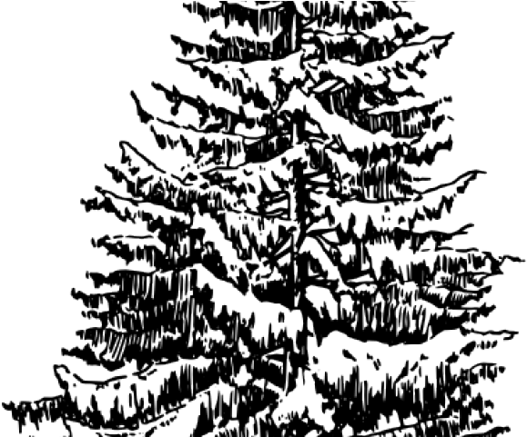 Download Drawn Pine Tree Thick - Evergreen Tree Line Drawing PNG Image ...