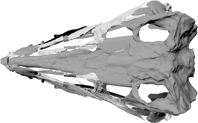 Download Carolina Butcher - Monochrome PNG Image with No Background ...