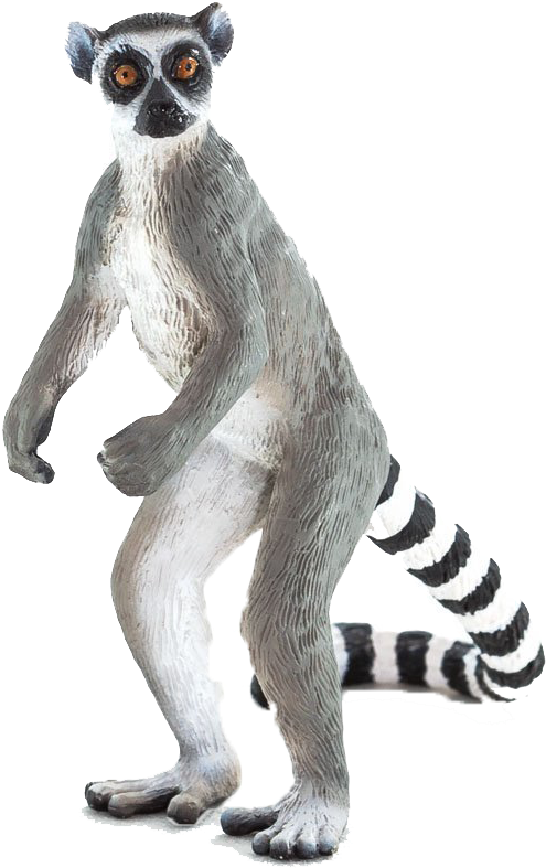 Download Ring Tailed Lemur Transparent PNG Image with No Background ...