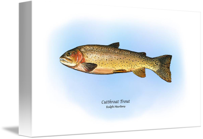 Download Clipart Royalty Free Library Cutthroat By Ralph Martens ...