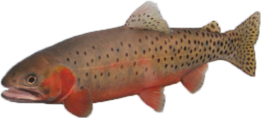 Greenback 5 Compressed - Portable Network Graphics - Free Transparent ...