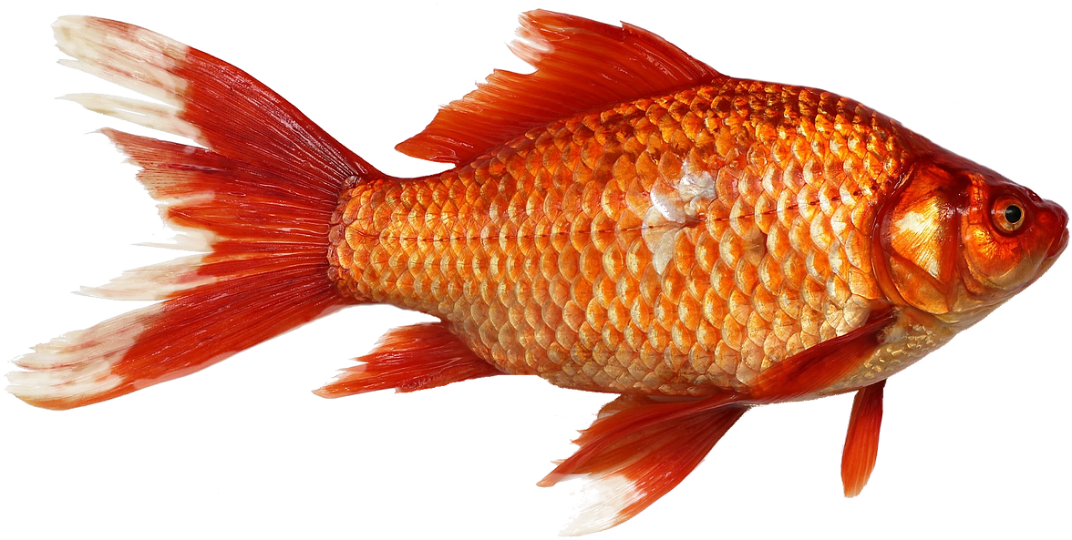 Gold Fish Close Up - Golden Fish - Free Transparent PNG Download - PNGkey
