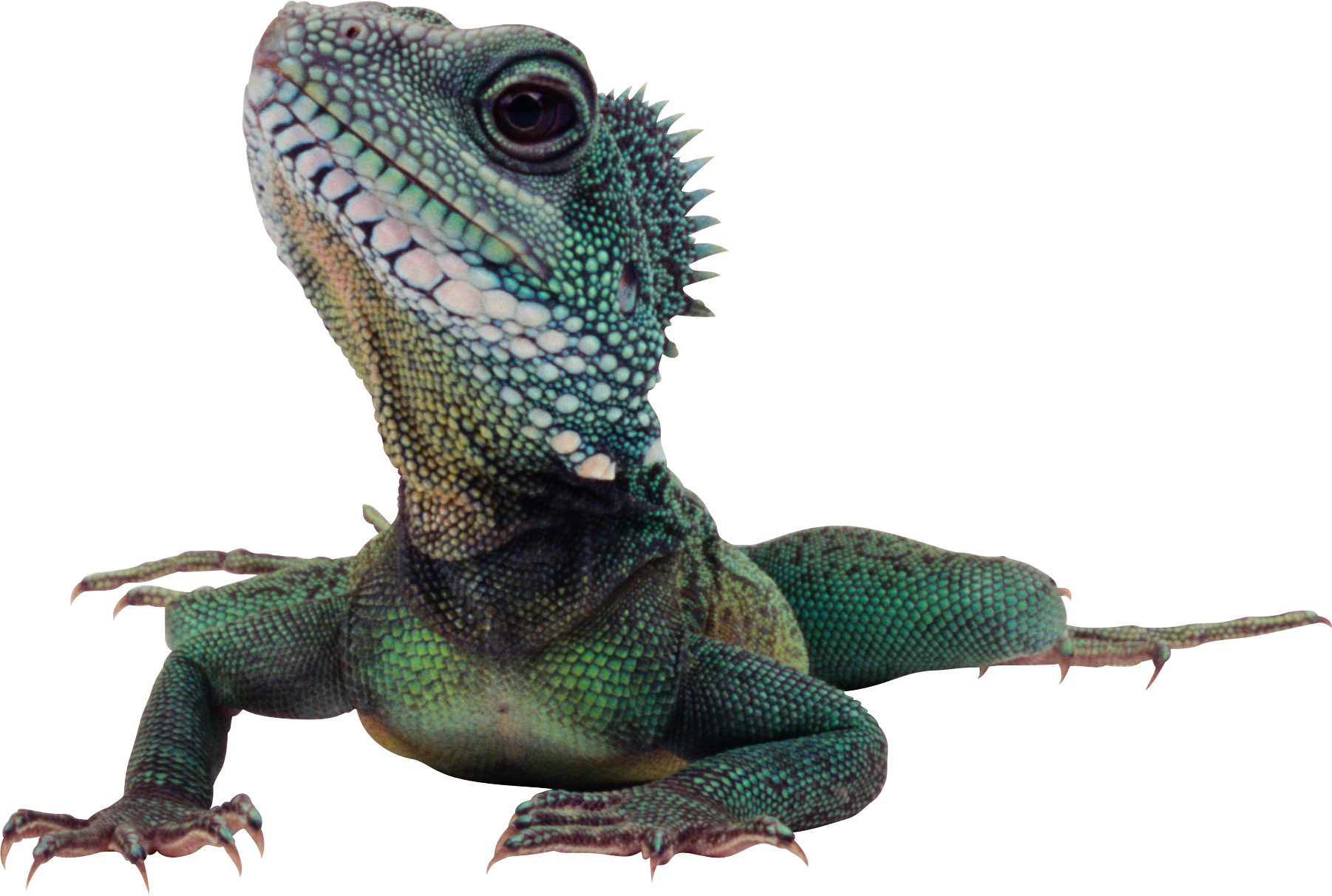 Download Lizard Png - Lizards With Transparent Background PNG Image ...