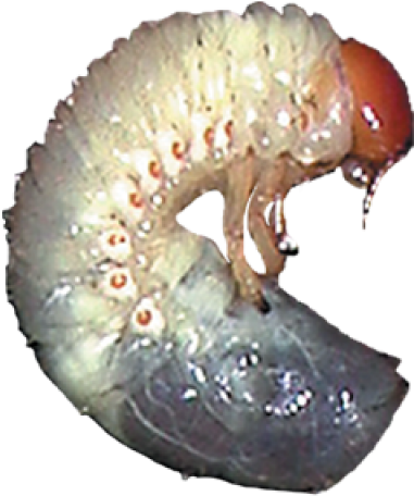 Download Grub Worm Transparent PNG Image with No Background - PNGkey.com