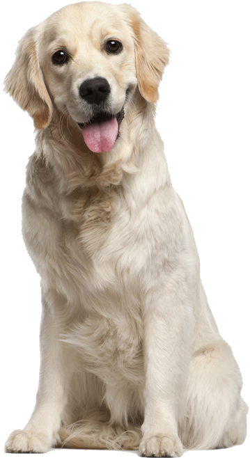 Download Kevin Beauchamp - Dog Png PNG Image with No Background ...