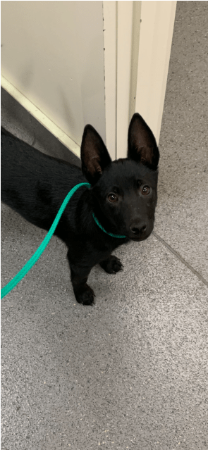 Download Photo Of Bruce Wayne - Companion Dog PNG Image with No ...